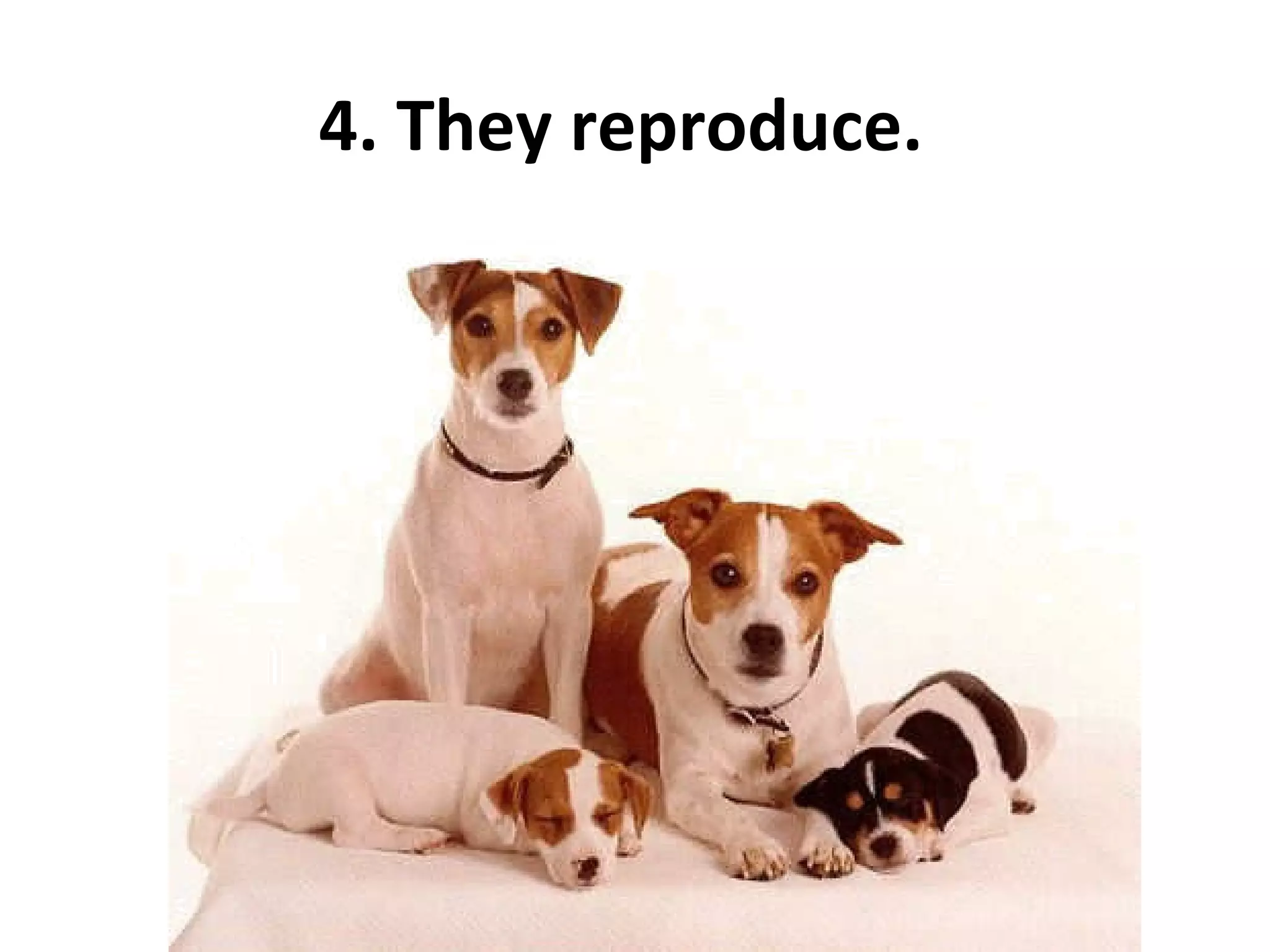 Why are animals living things from "Science and English.com" | PPT