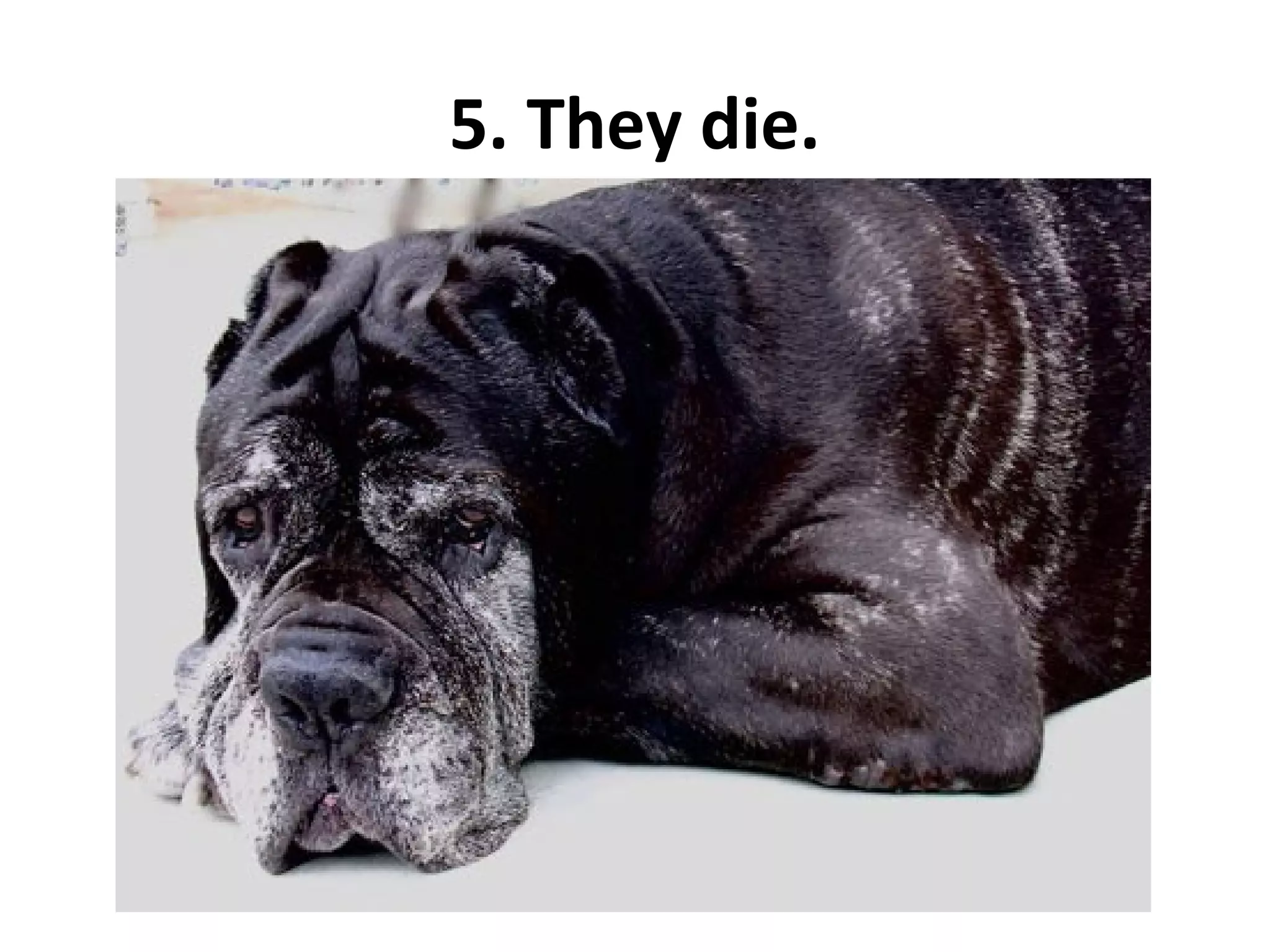 Why are animals living things from "Science and English.com" | PPT