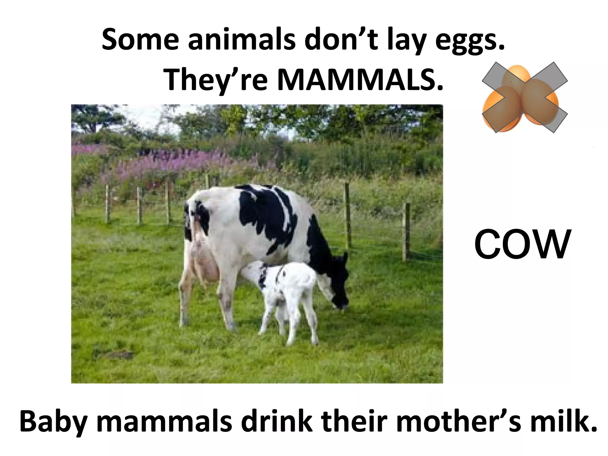 Why are animals living things from "Science and English.com" | PPT