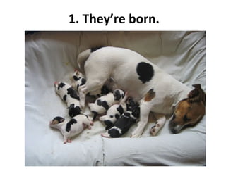 Why are animals living things from "Science and English.com" | PPT