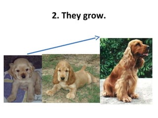 Why are animals living things from "Science and English.com" | PPT