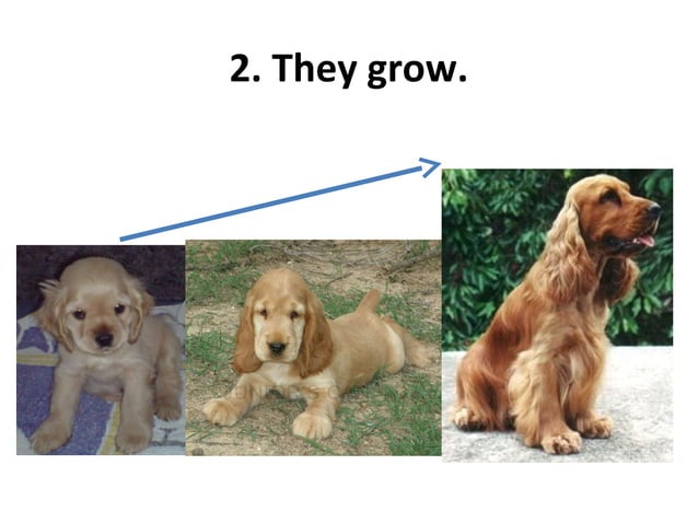 Why are animals living things from "Science and English.com" | PPT