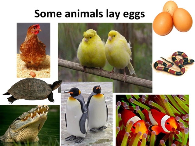Why are animals living things from "Science and English.com" | PPT