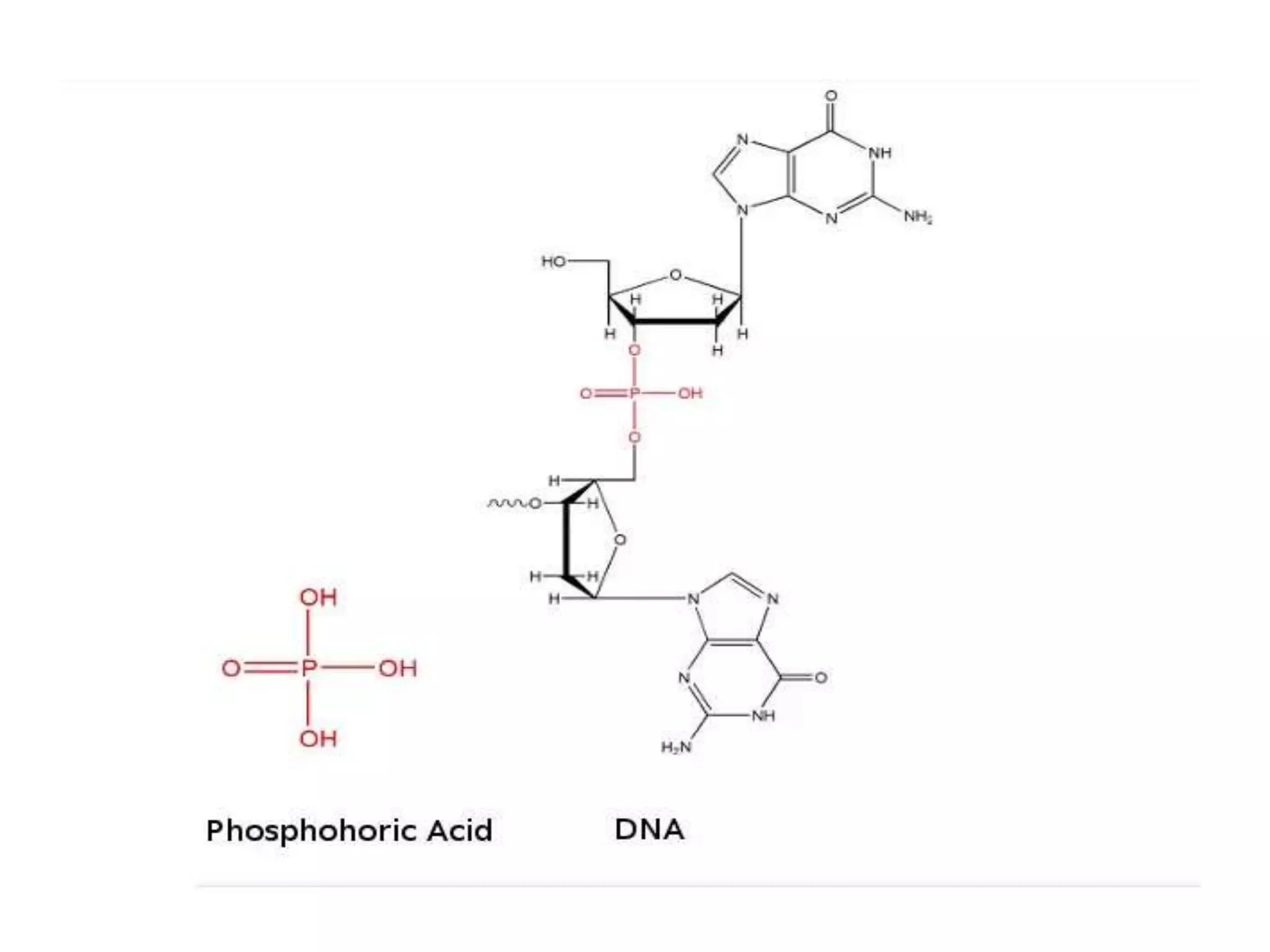Why are dna and rna called acids AND FUNCTIONS OF NUCLEIC ACIDS | PPTX