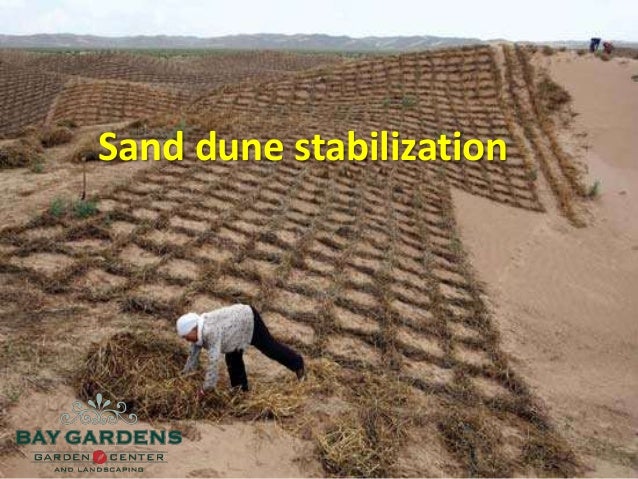 Why are Sand Dunes Important - Sand Dune Stabilization
