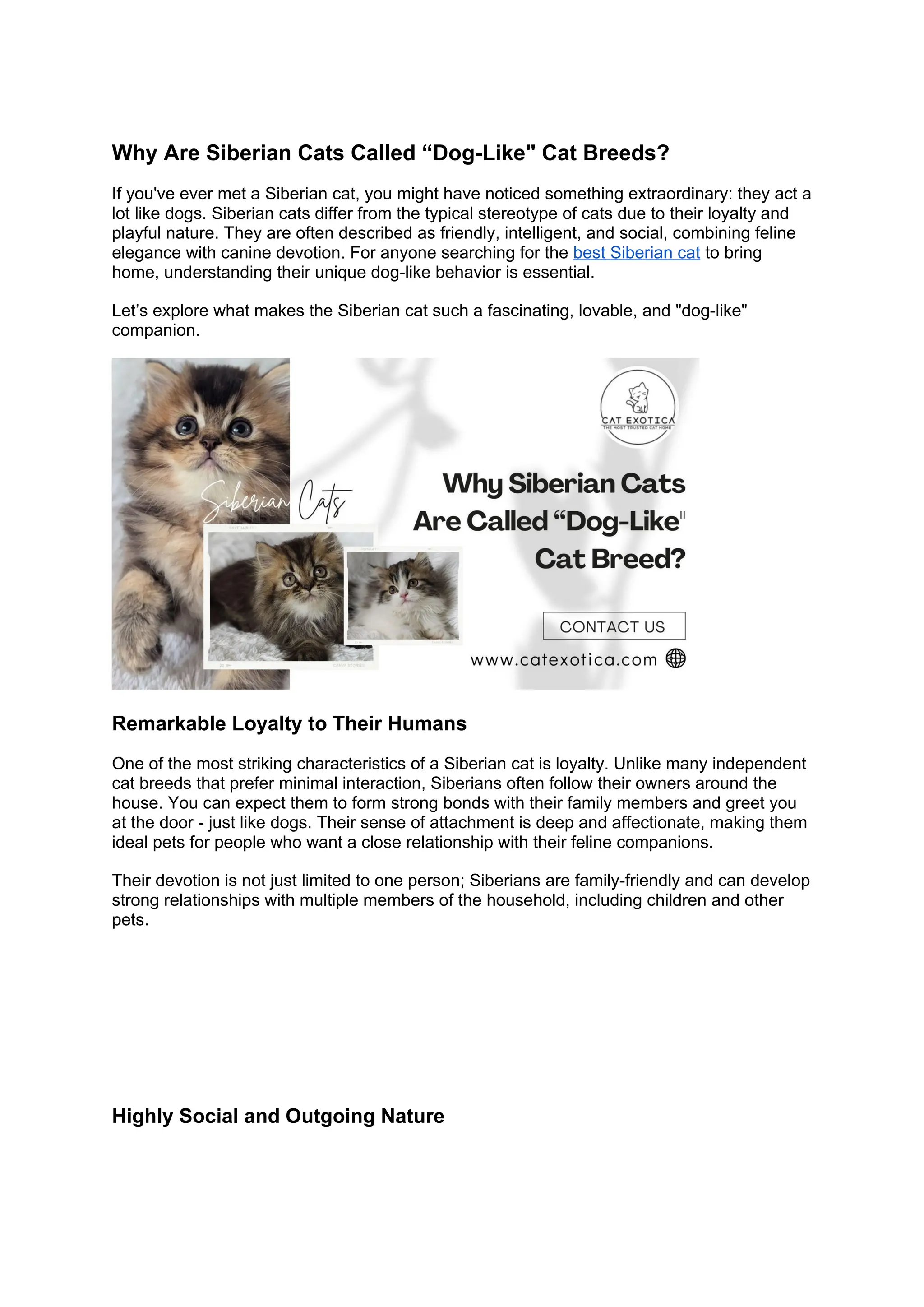 Why Are Siberian Cats Called “Dog-Like_ Cat Breed.docx