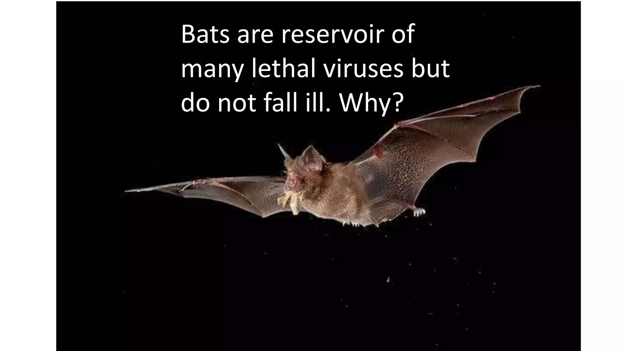 Why do bats transmit most of the viruses | PPT