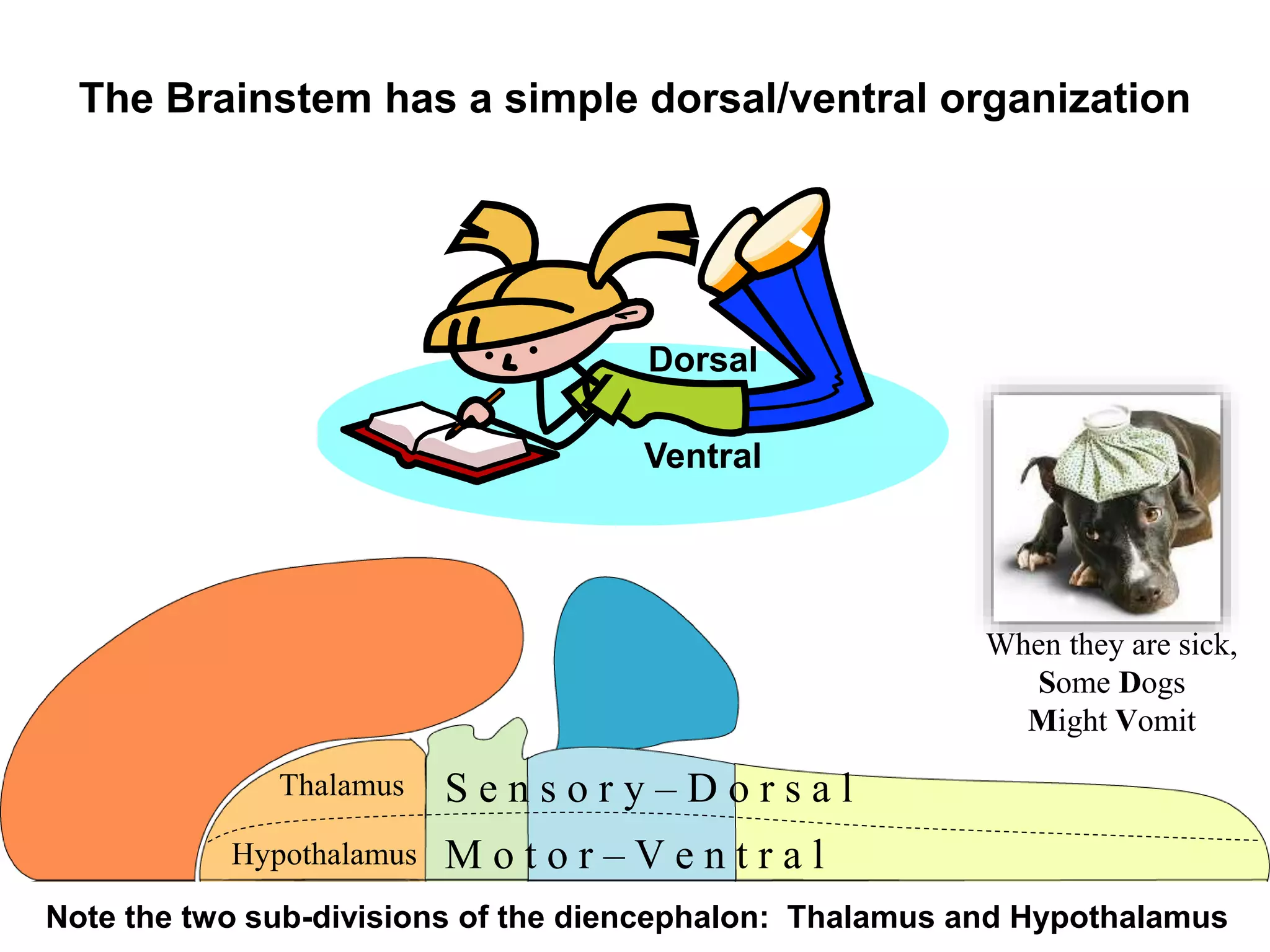 Why Brains Are Ugly (1).pptx