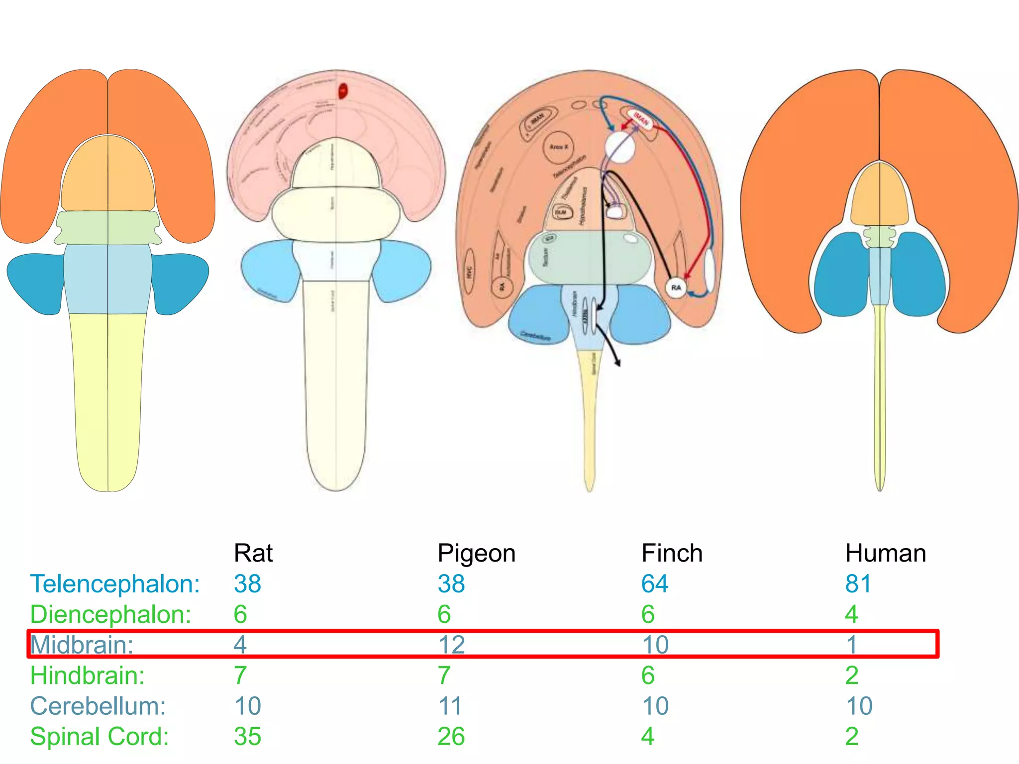 Why Brains Are Ugly (1).pptx