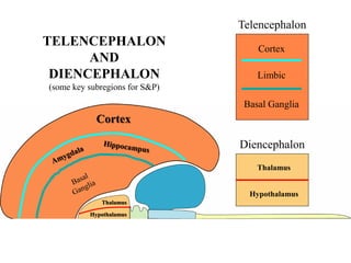 Why Brains Are Ugly (1).pptx