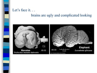 Why Brains Are Ugly (1).pptx