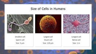 Why Cells.LESSON 5.pptx