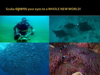 Why dive | PPTX | Scuba Diving | Extreme Sports