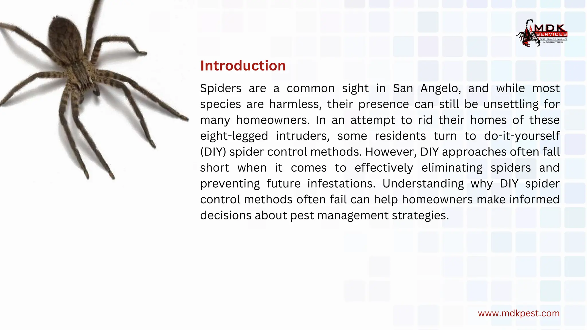 Why DIY Spider Control Methods Often Fail in San Angelo? | PPT