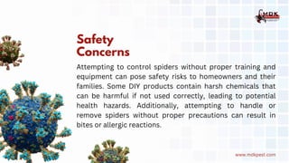 Why DIY Spider Control Methods Often Fail in San Angelo? | PPT