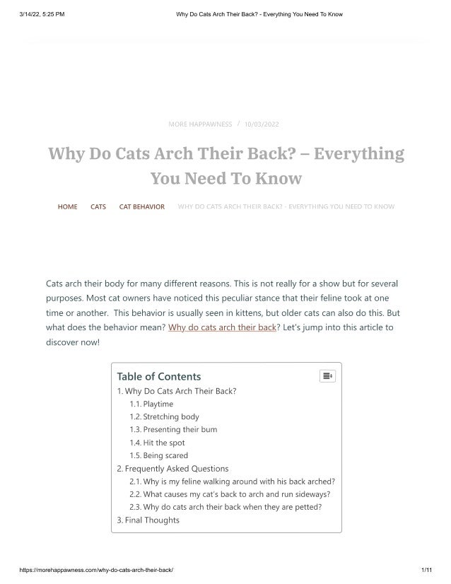 Why Do Cats Arch Their Back Everything You Need To Know