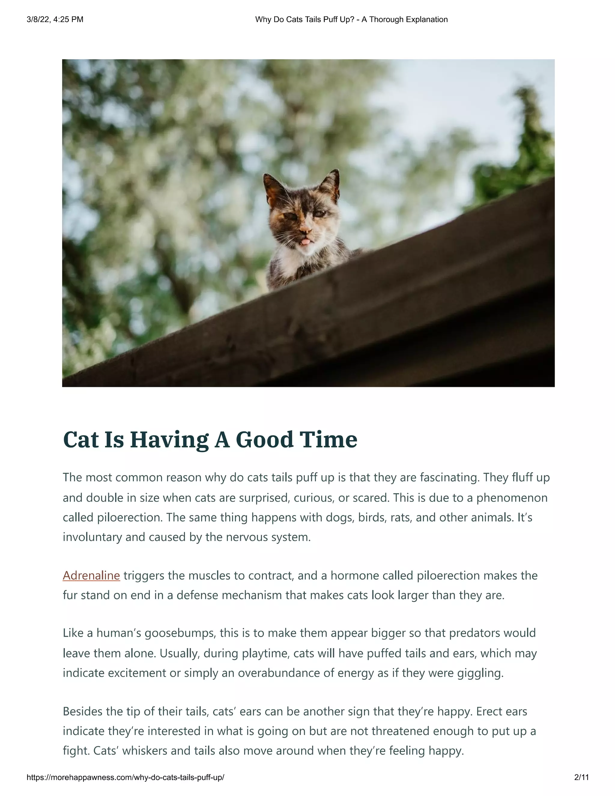 Why do cats tails puff up a thorough explanation | PDF