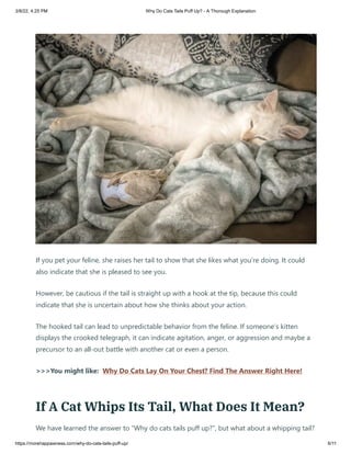 Why do cats tails puff up a thorough explanation | PDF