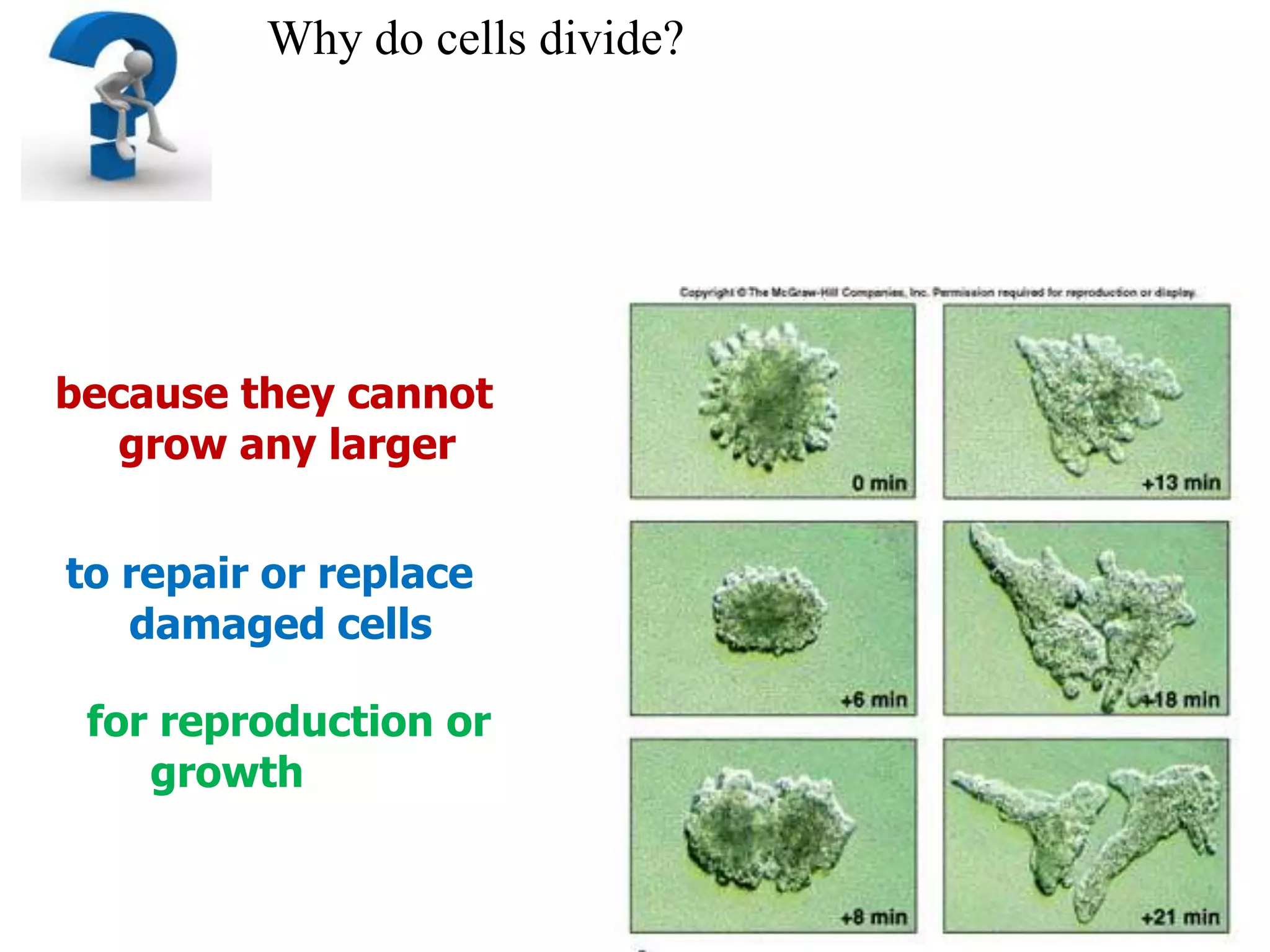Why Do Cells Divide Pptx