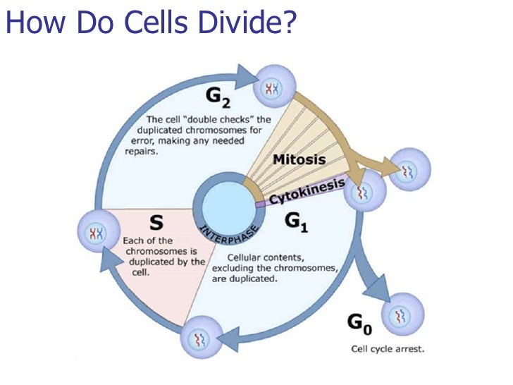 Why Do Cells Divide Why Do Cells Divide