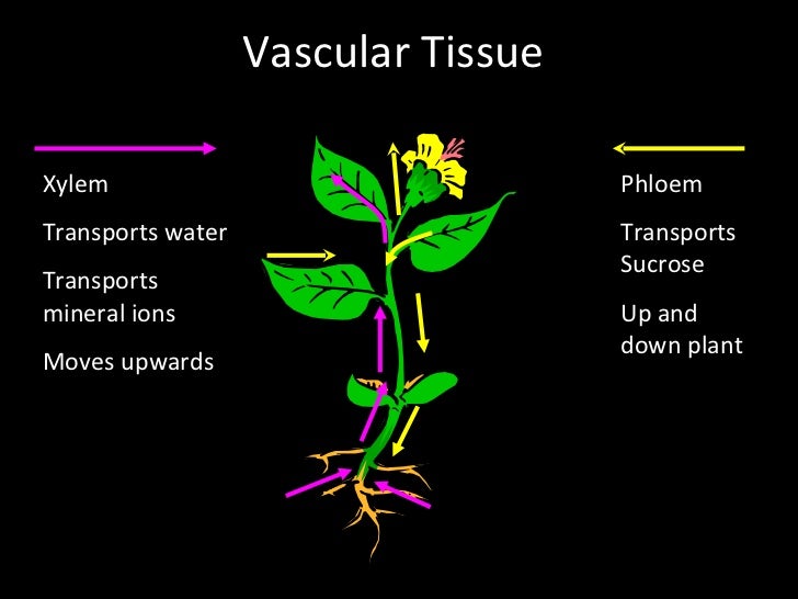 Introducing Vascular Tissue introducing-vascular-tissue