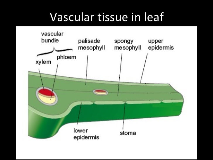 Vascular Tissue In Plants Diagram