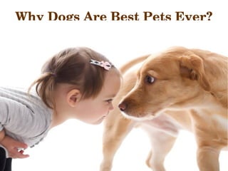 Why Dogs Make Good Pets