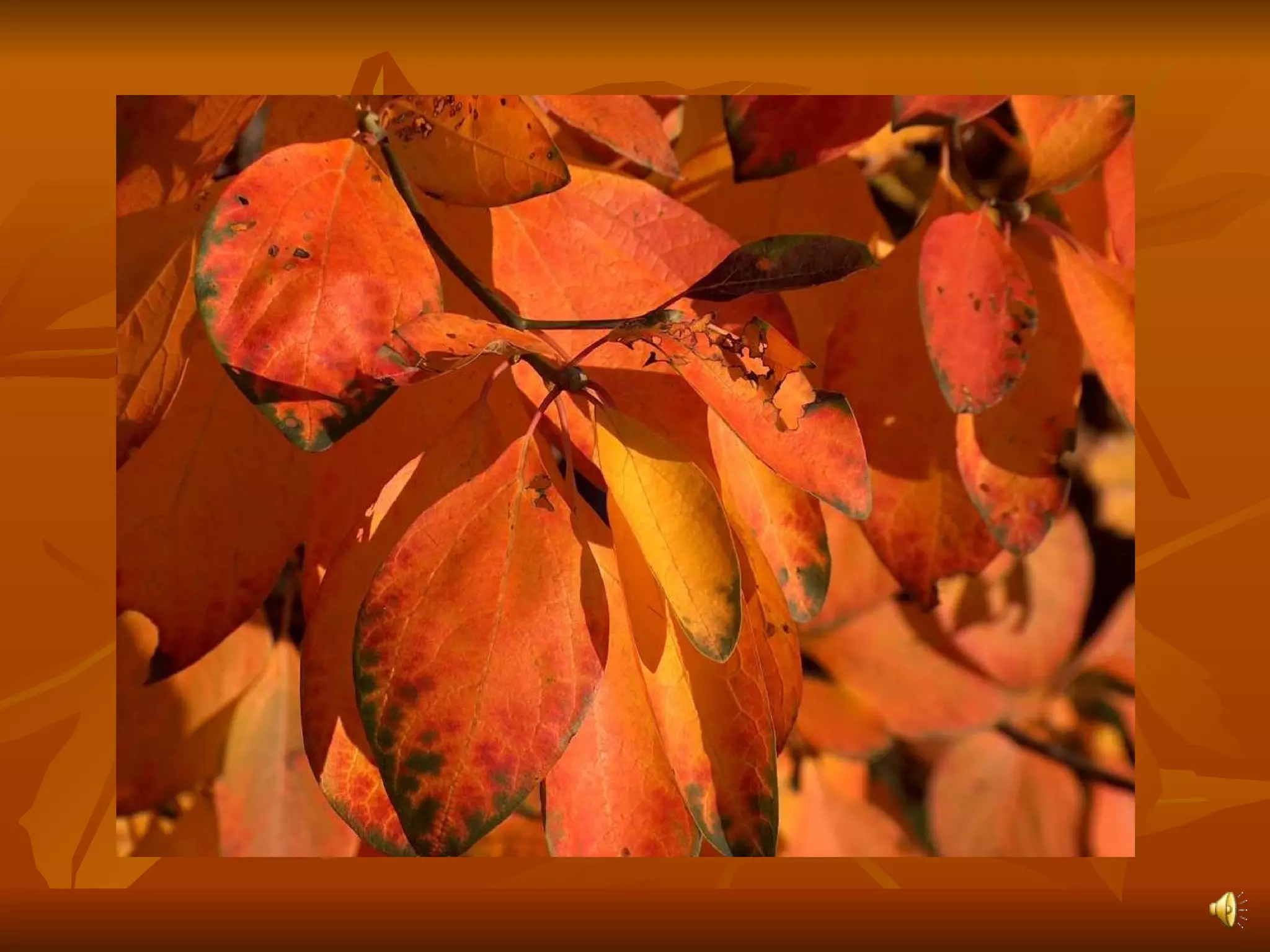 Why Do Leaves Change Color | PPT