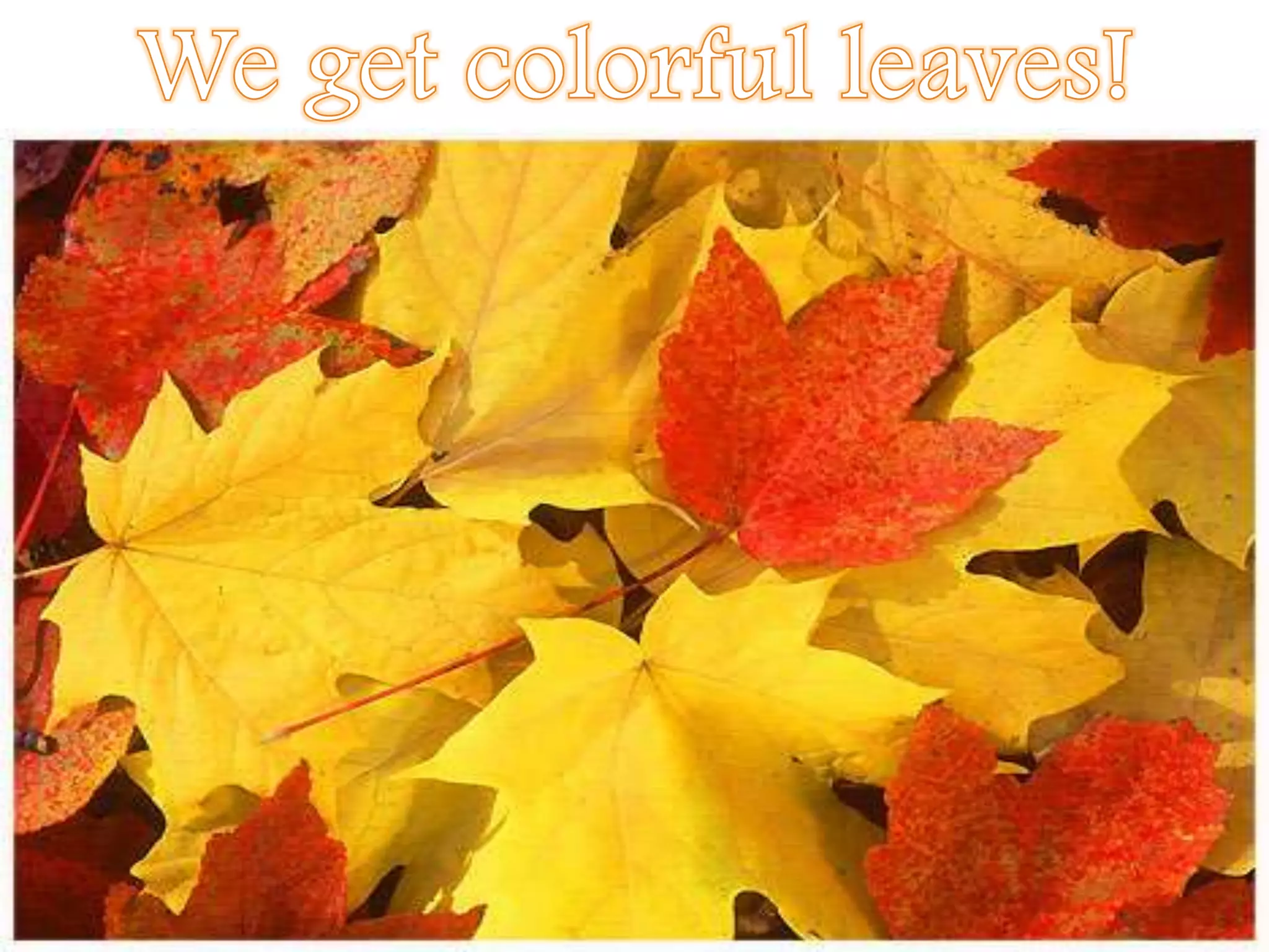 Why do leaves change colors | PPTX