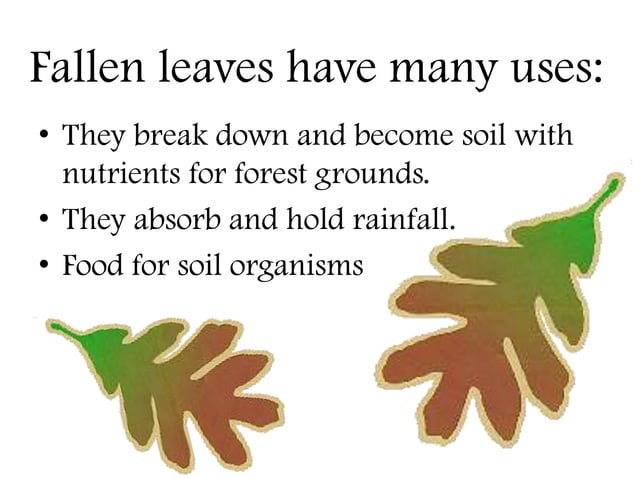 Why do leaves change colors | PPTX