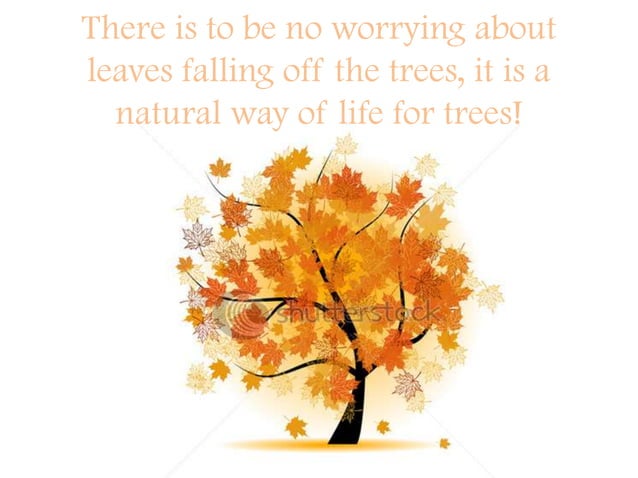 Why do leaves change colors | PPTX