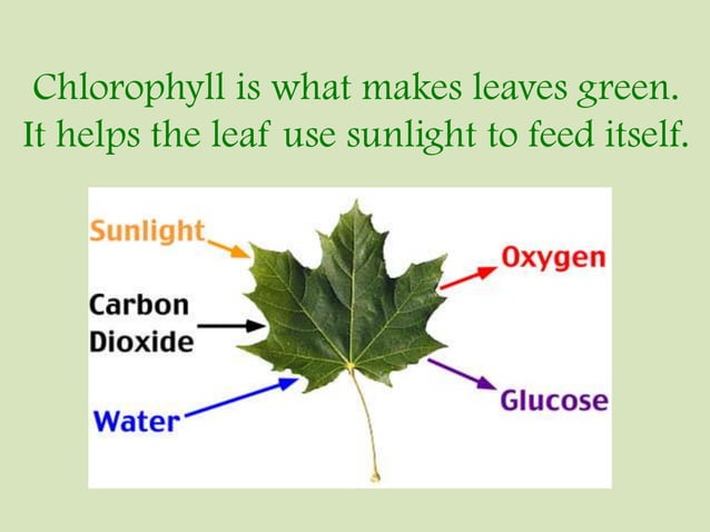 Why do leaves change colors | PPTX