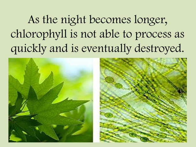 Why do leaves change colors | PPTX