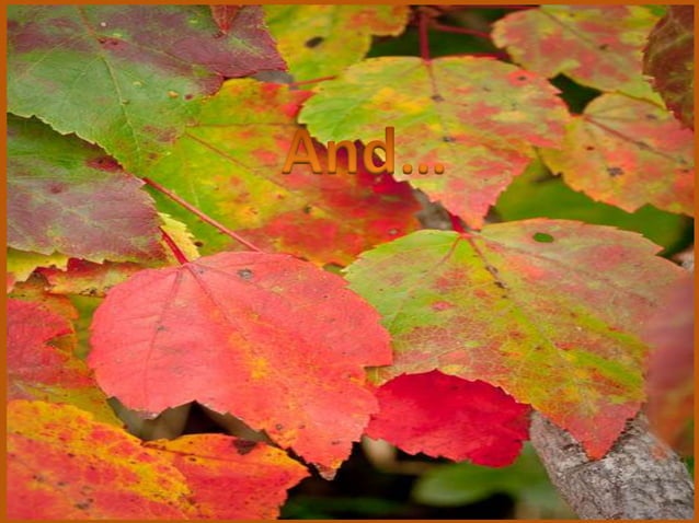 Why do leaves change colors | PPTX