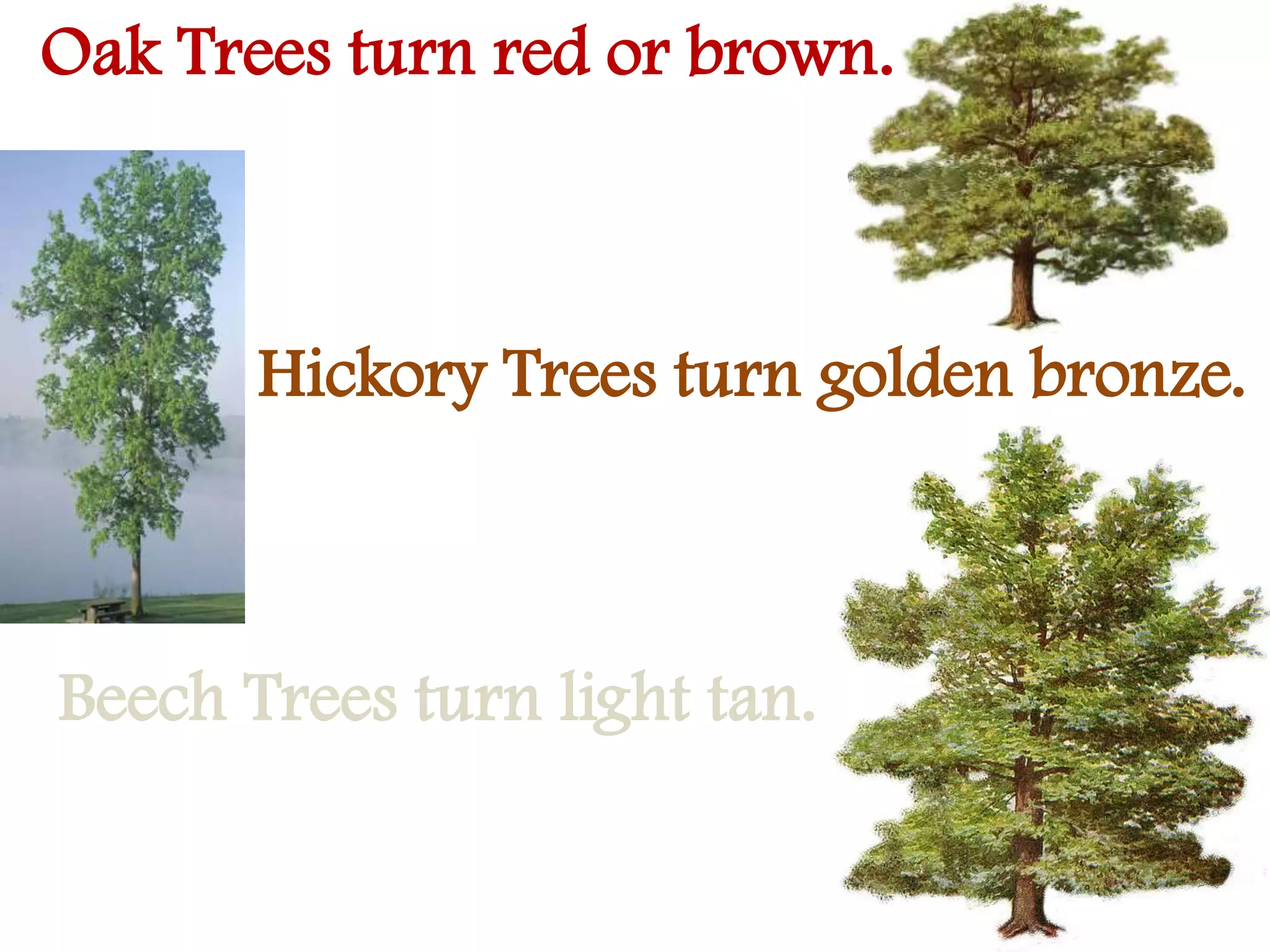 Why do leaves change colors in the fall? (with voice recording) | PPT