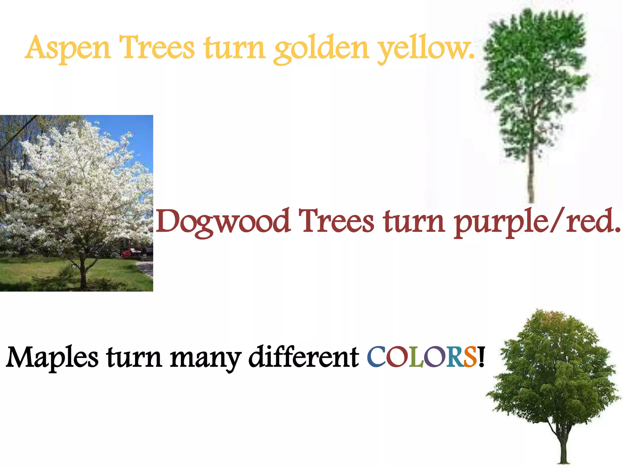 Why do leaves change colors in the fall? (with voice recording) | PPT