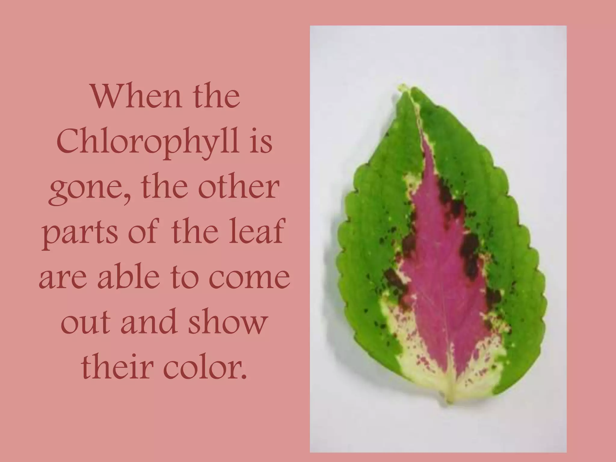 Why do leaves change colors in the fall? (with voice recording) | PPT