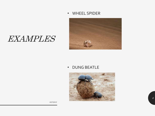 Why dont animals have wheels | PPT