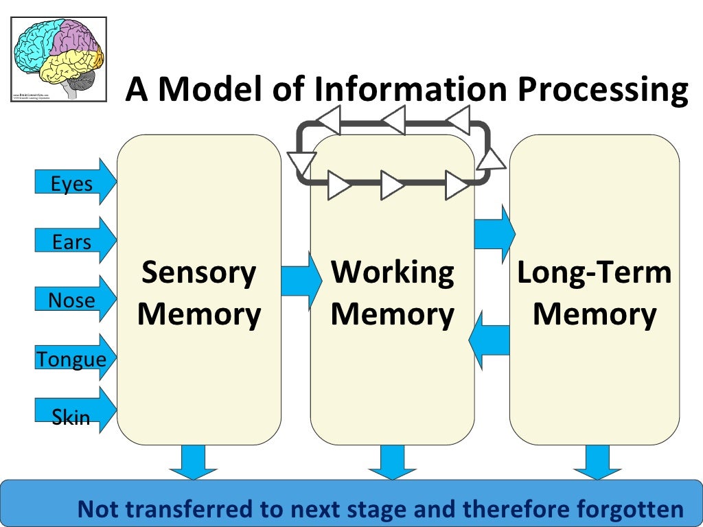 Sensory Memory Long Term Memory Working Sensory Memory Long Term Memory Working