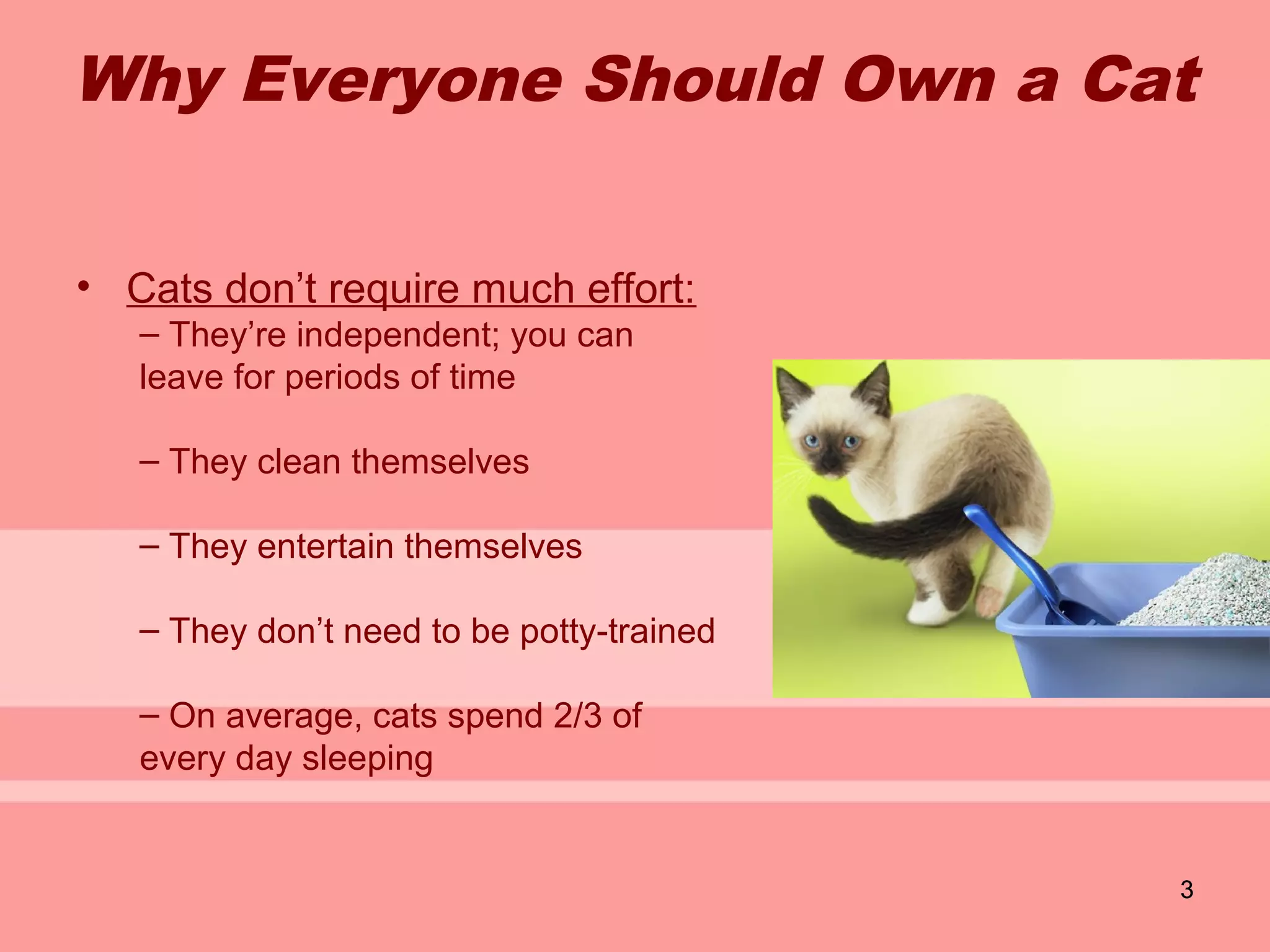Why everyone should own a cat | PPT