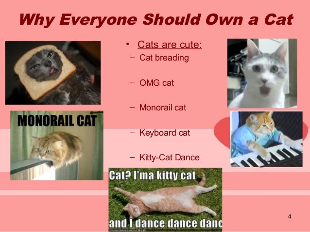 Why everyone should own a cat Why everyone should own a cat