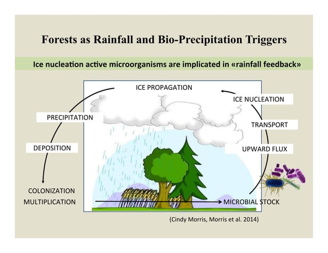 Why forests matter for water, energy and climate: what we think we know ...