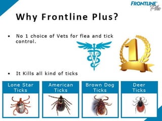 Why frontline plus? | PPTX