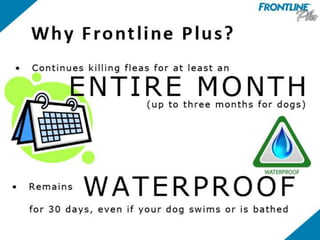 Why frontline plus? | PPTX