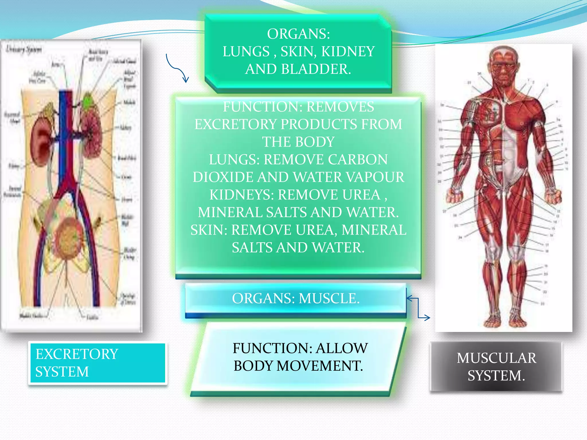 Why human are complex organism | PPTX