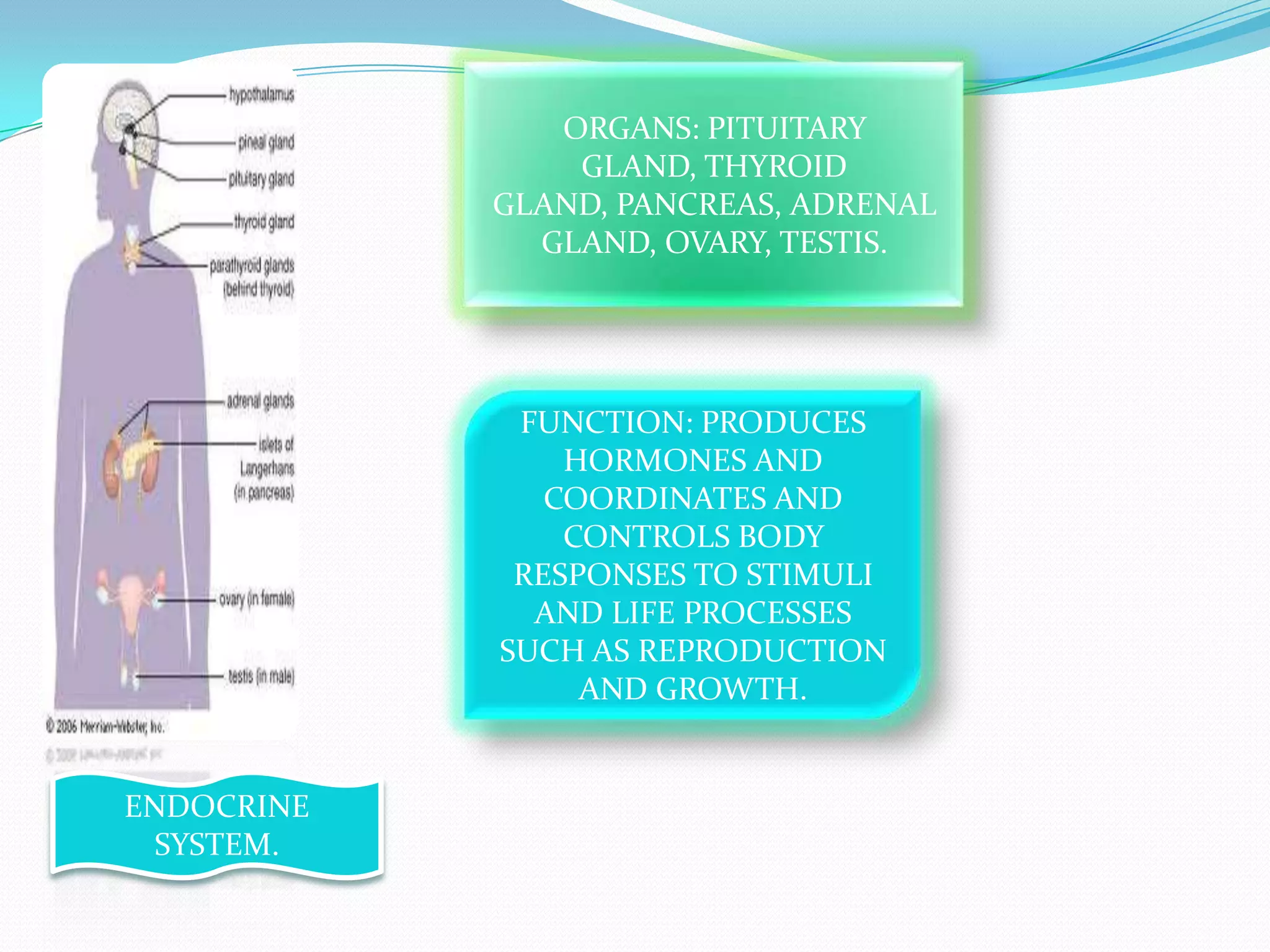 Why human are complex organism | PPTX