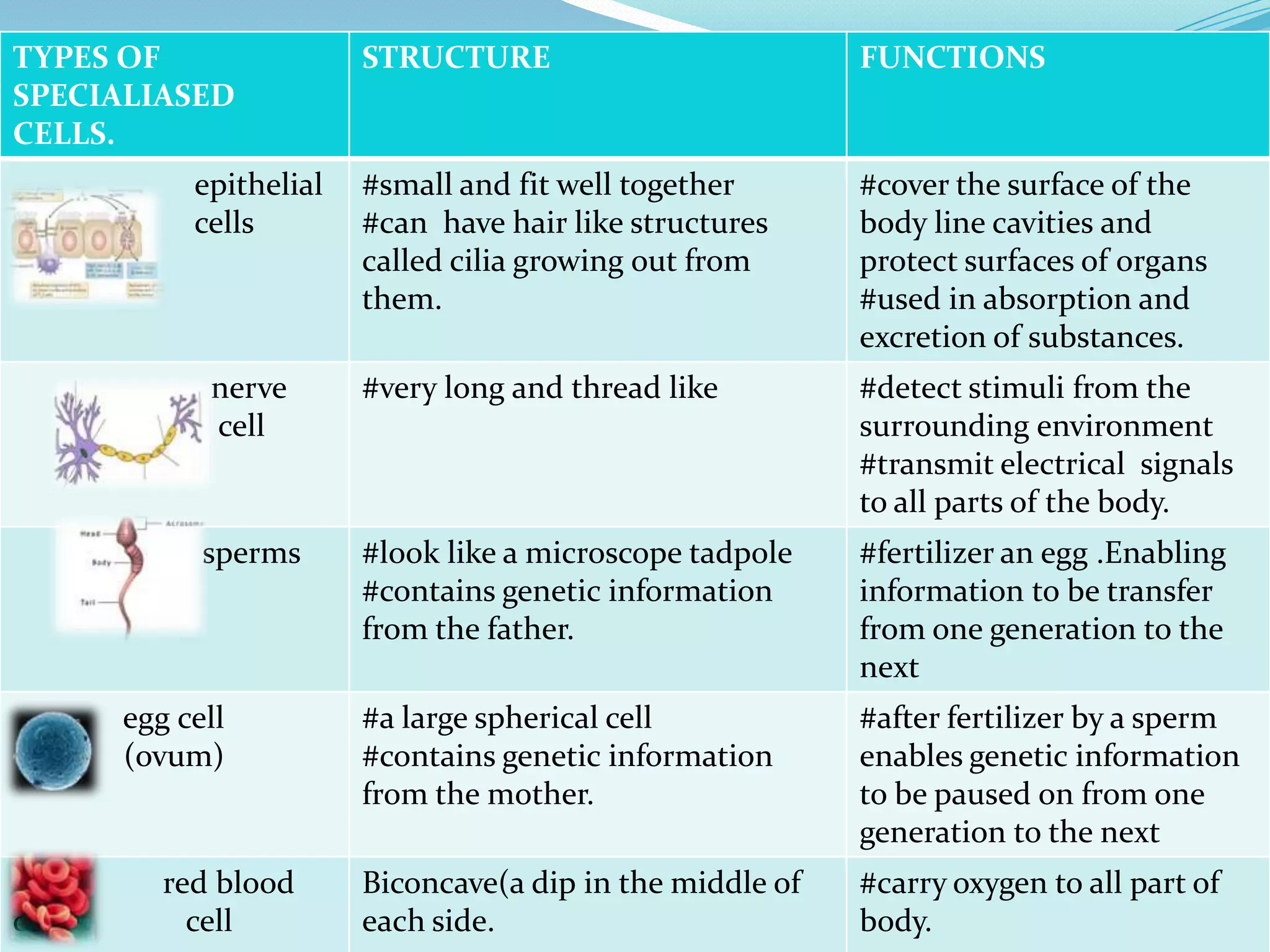 Why human are complex organism | PPTX