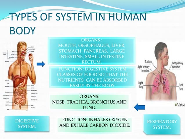 Why human are complex organism | PPTX