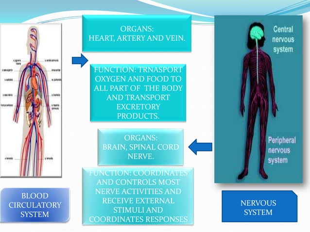 Why human are complex organism | PPTX