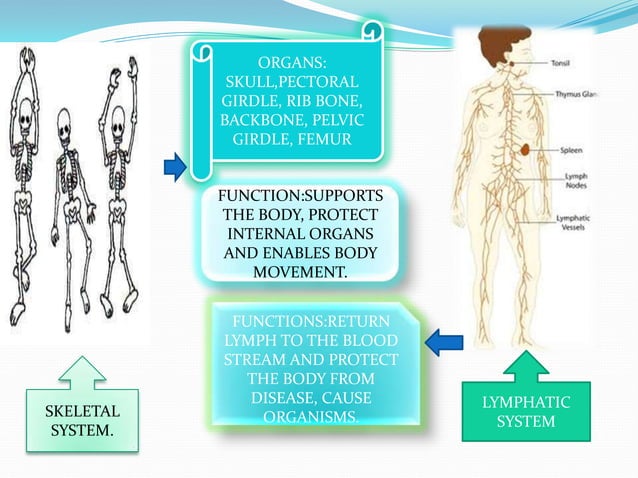 Why human are complex organism | PPTX